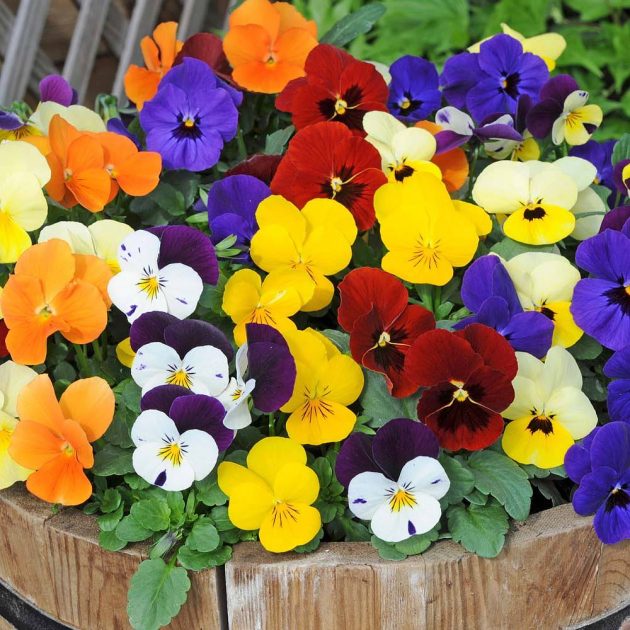 Stemor - Lier Planteland