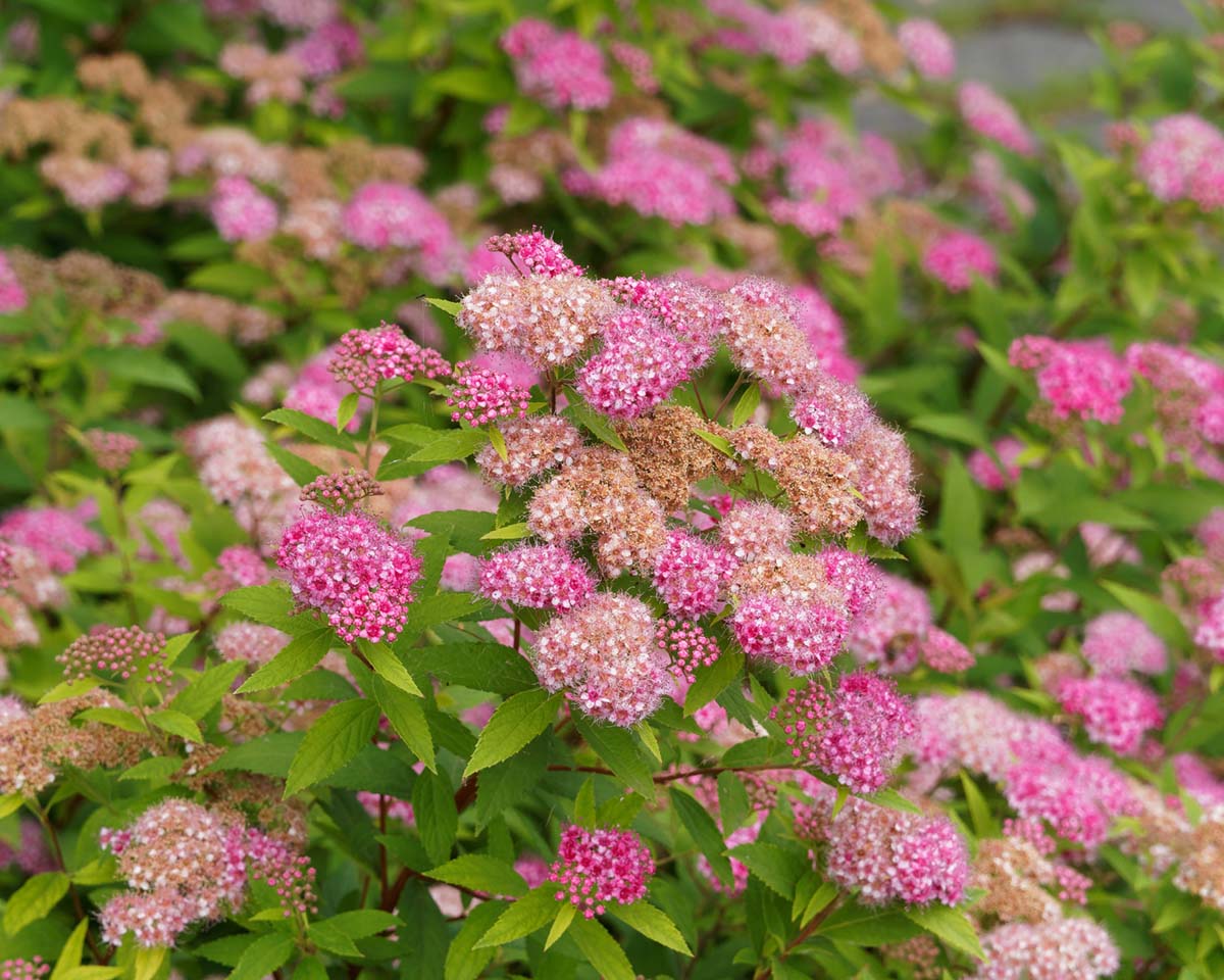 Japanspirea | Spiraea japonica 'Shirobana' - Lier Planteland
